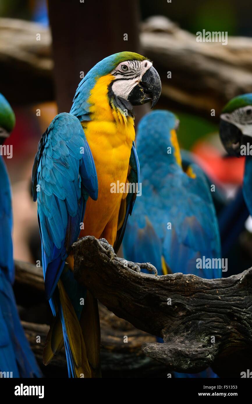 beautiful Blue-and-yellow Macaw (Ara ararauna), also known as the Blue-and-gold Macaw Stock ...