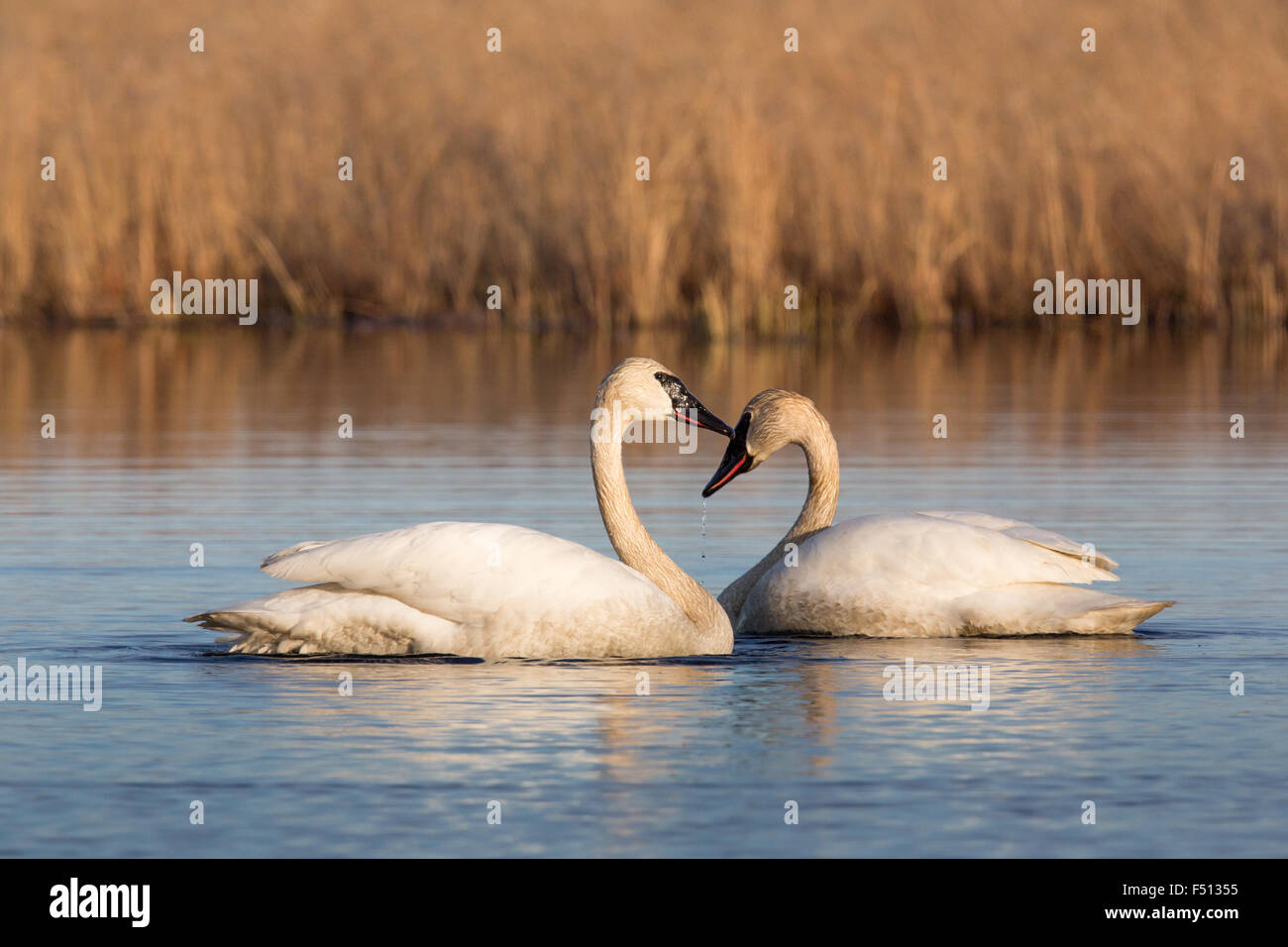 Swan heart shape hi-res stock photography and images - Alamy