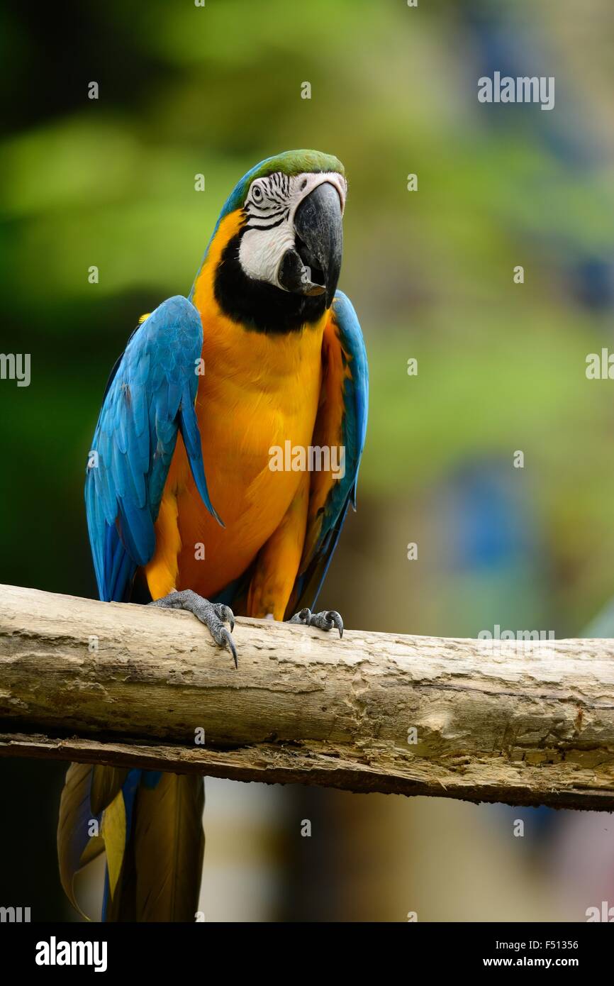 beautiful Blue-and-yellow Macaw (Ara ararauna), also known as the Blue-and-gold Macaw Stock ...