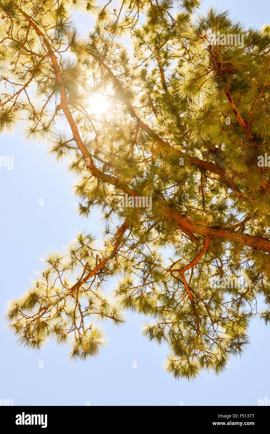 Pine Tree View Stock Photo - Alamy