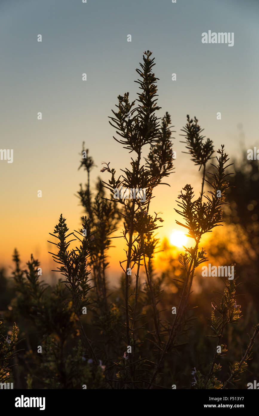 Rosemary shrub against the background of a golden Mediterranean sunrise ...