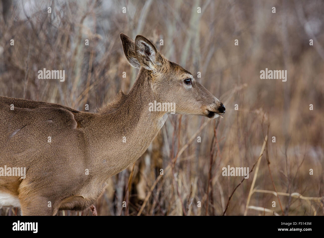 Long neck of deer hi-res stock photography and images - Alamy