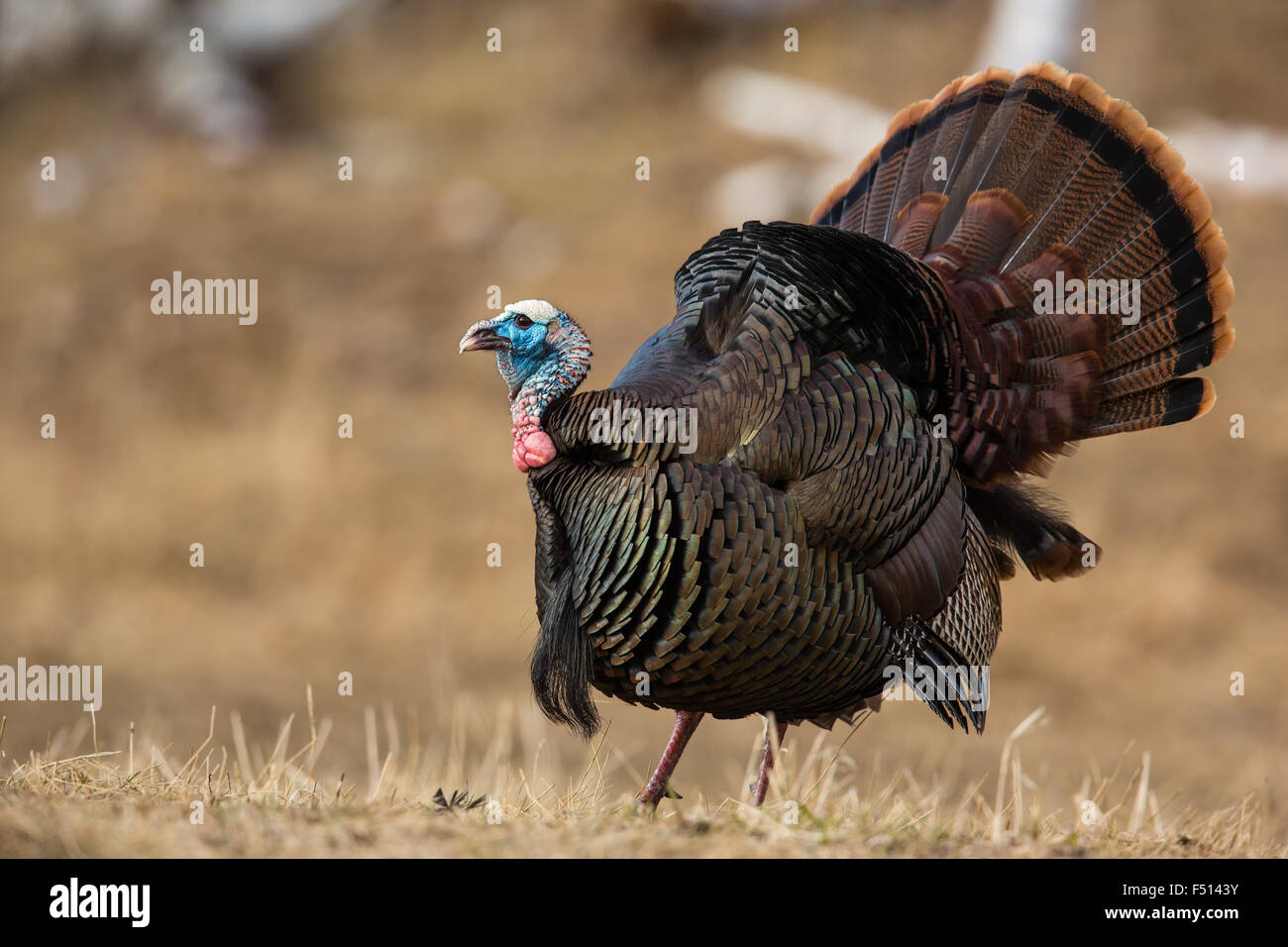 Eastern wild Turkey Stock Photo - Alamy