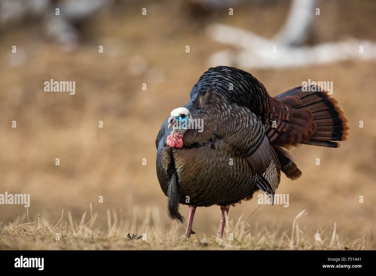 Eastern wild Turkey Stock Photo - Alamy