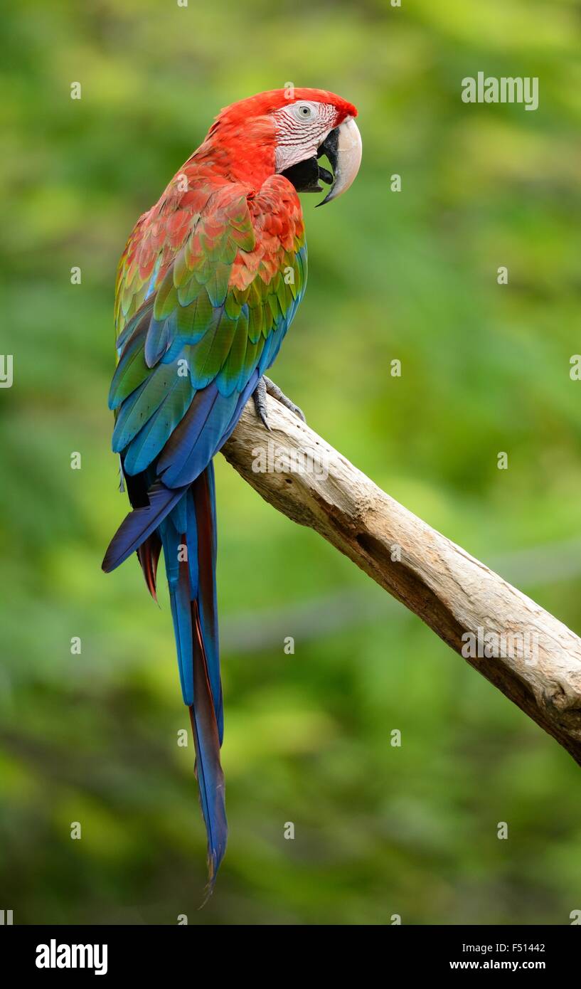 beautiful Green-winged Macaw (Ara chloropterus) as pet Stock Photo - Alamy