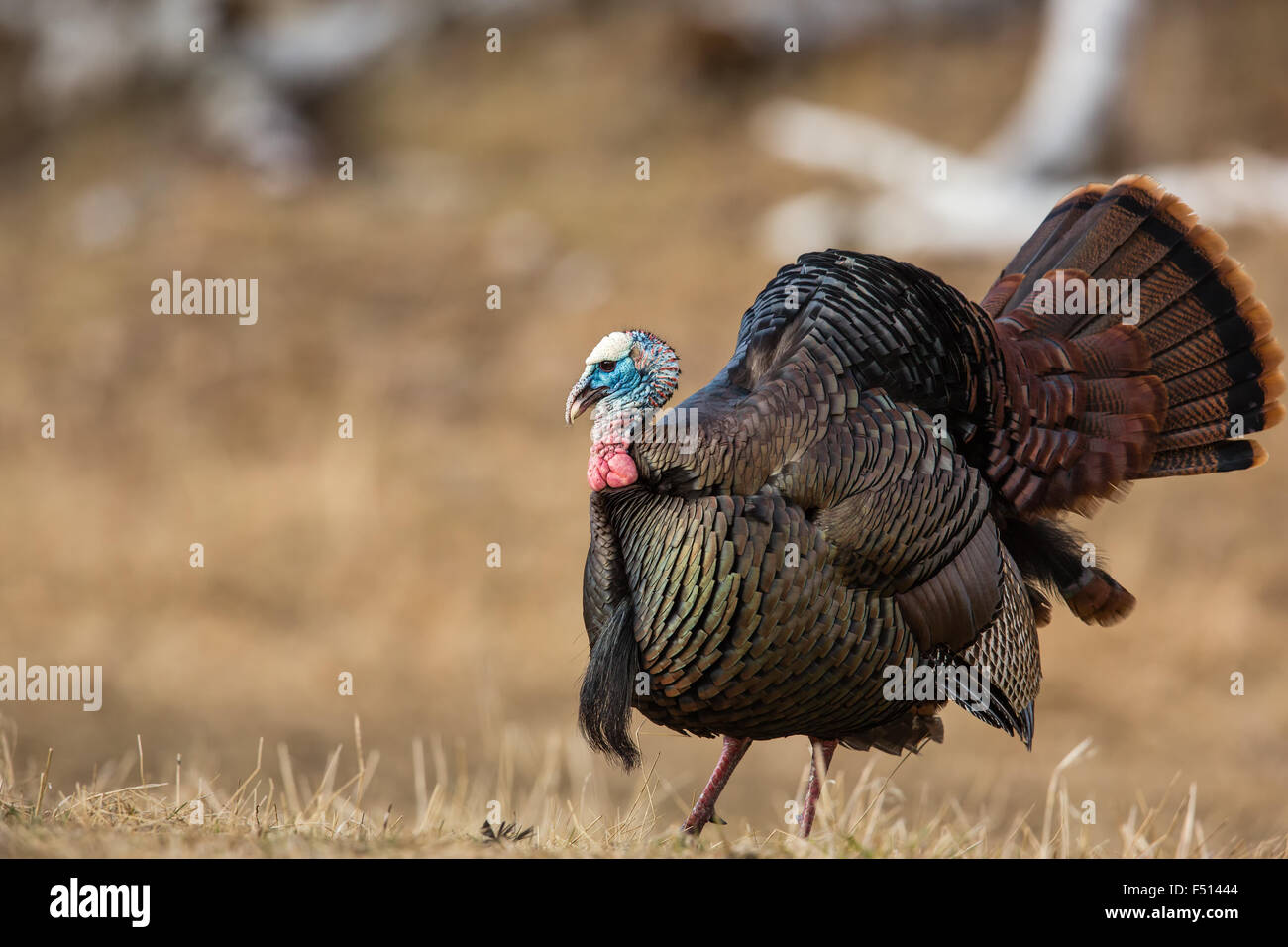 Eastern wild Turkey Stock Photo - Alamy