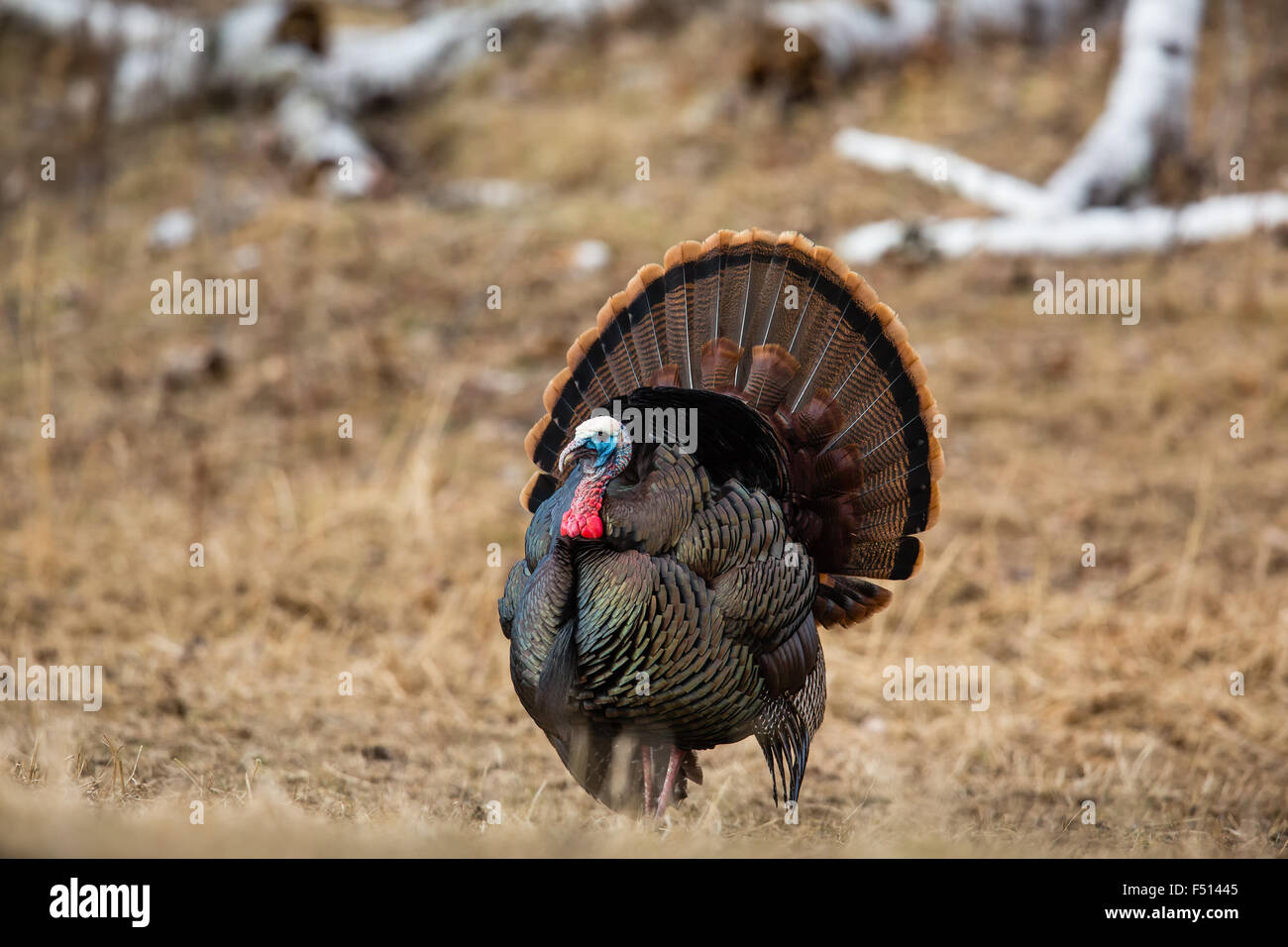 Eastern wild Turkey Stock Photo - Alamy