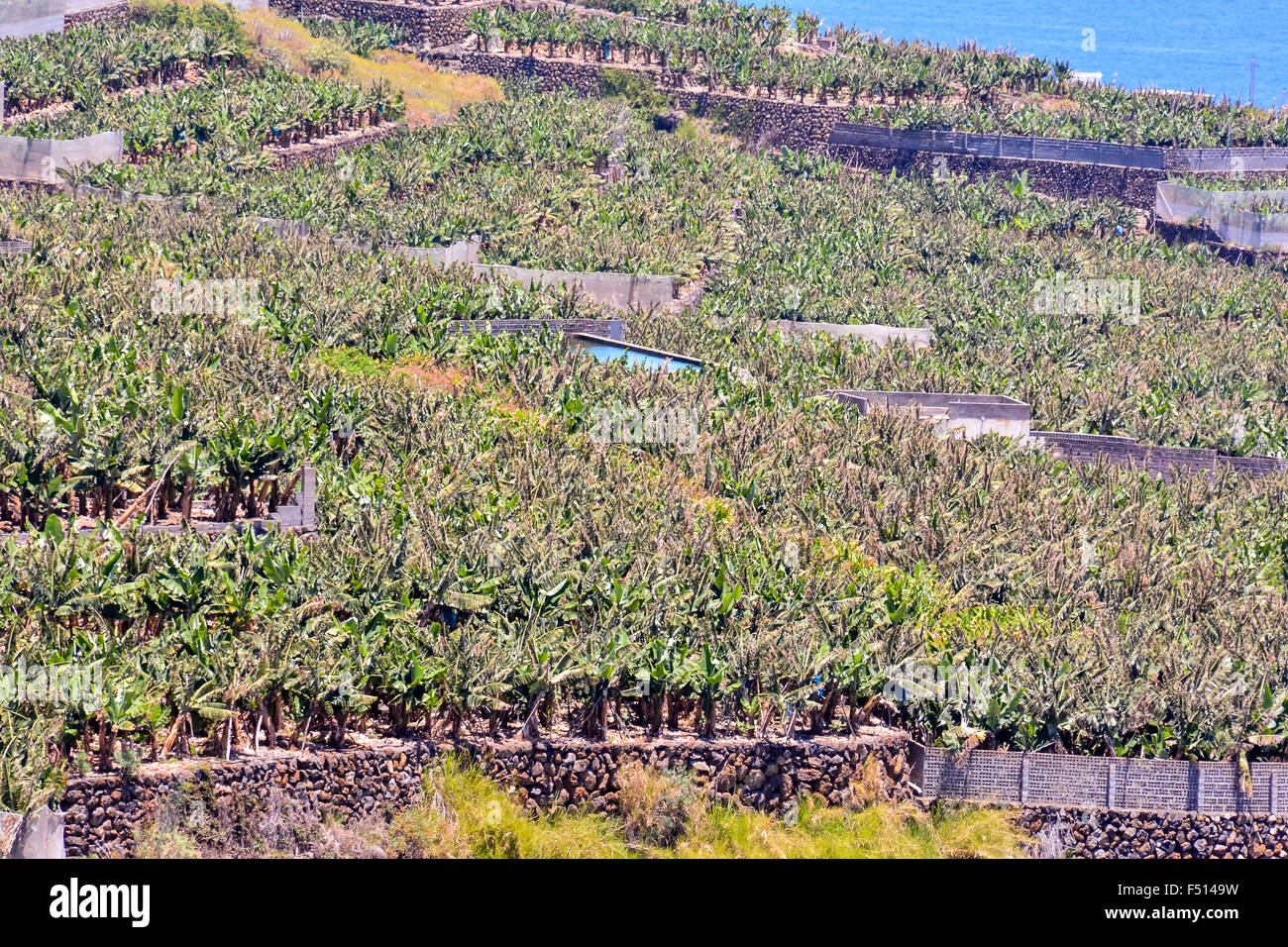 Banana Plantation Field Stock Photo - Alamy
