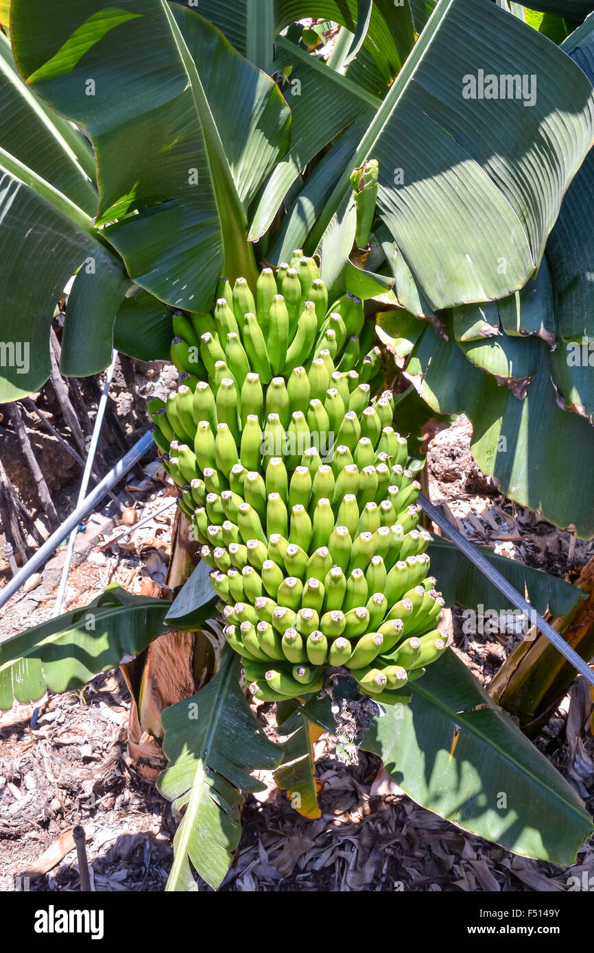 Banana Plantation Field Stock Photo - Alamy