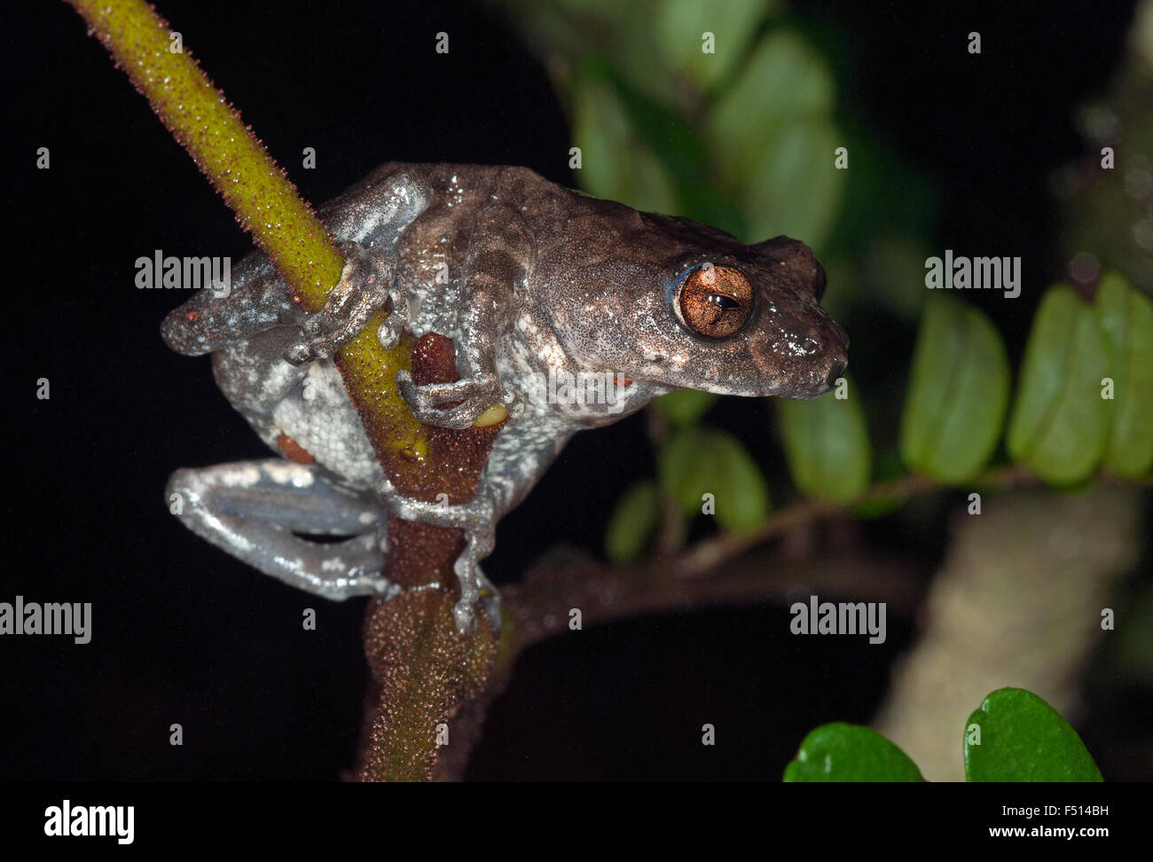 The image of Bush Frog ( Raorchestes bombayensis) was taken in Amboli ...