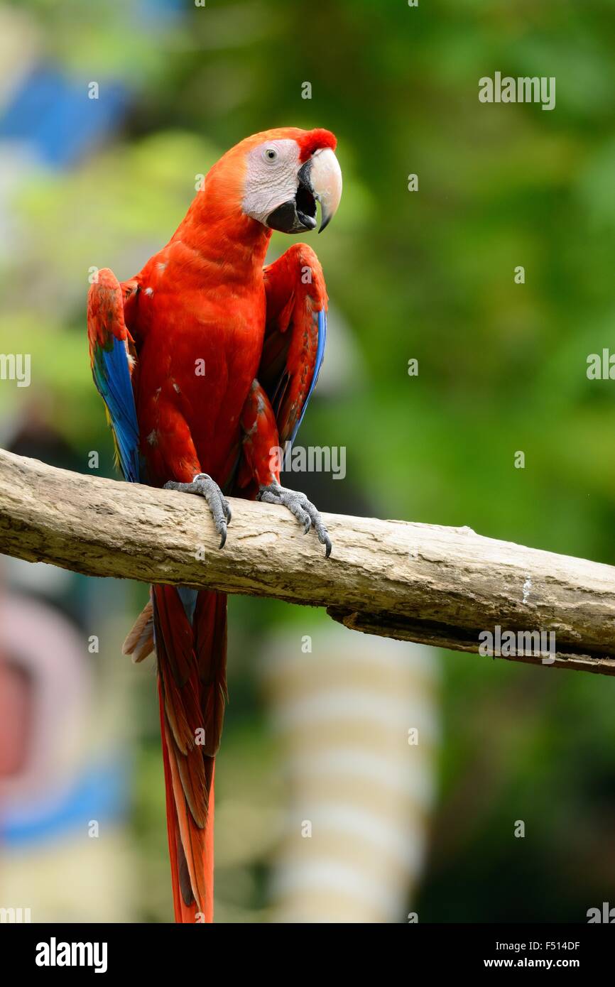 beautiful Green-winged Macaw (Ara chloropterus) as pet Stock Photo - Alamy
