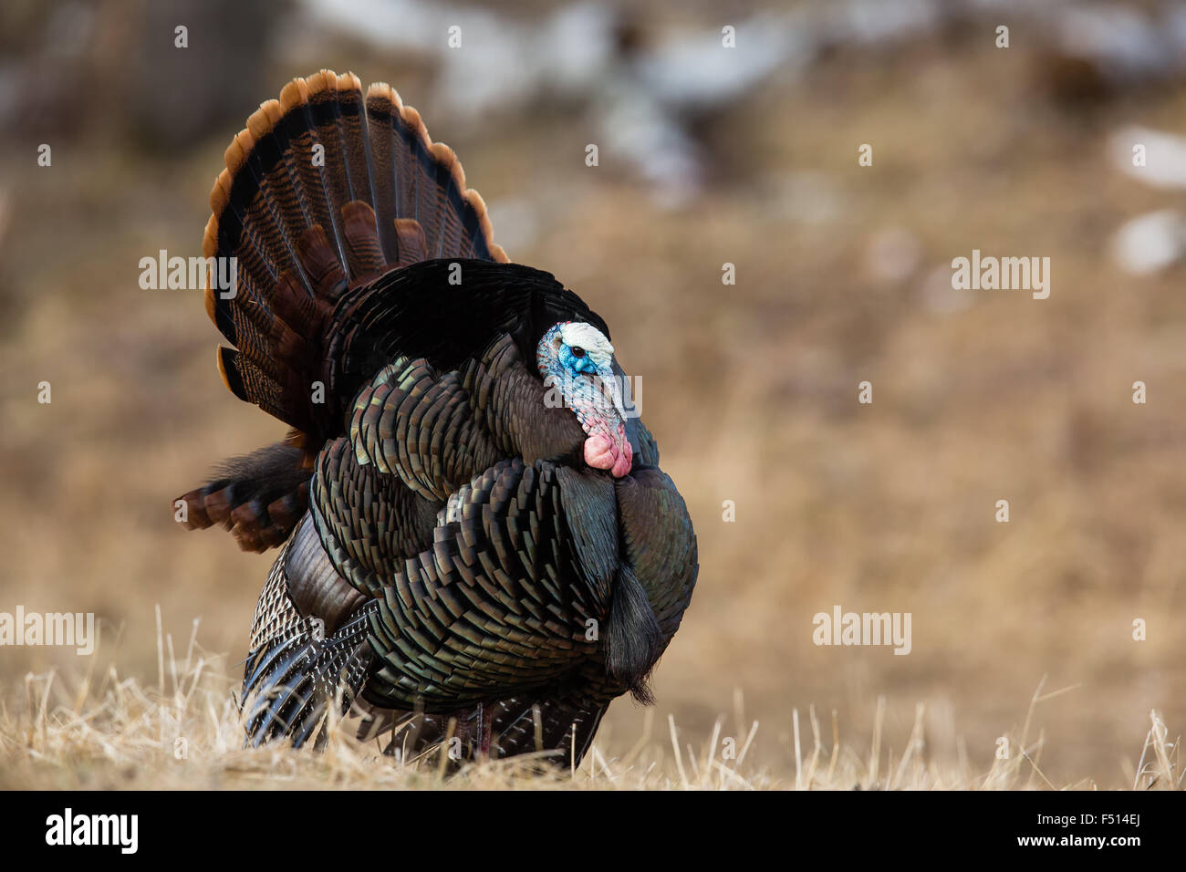 Eastern wild Turkey Stock Photo - Alamy