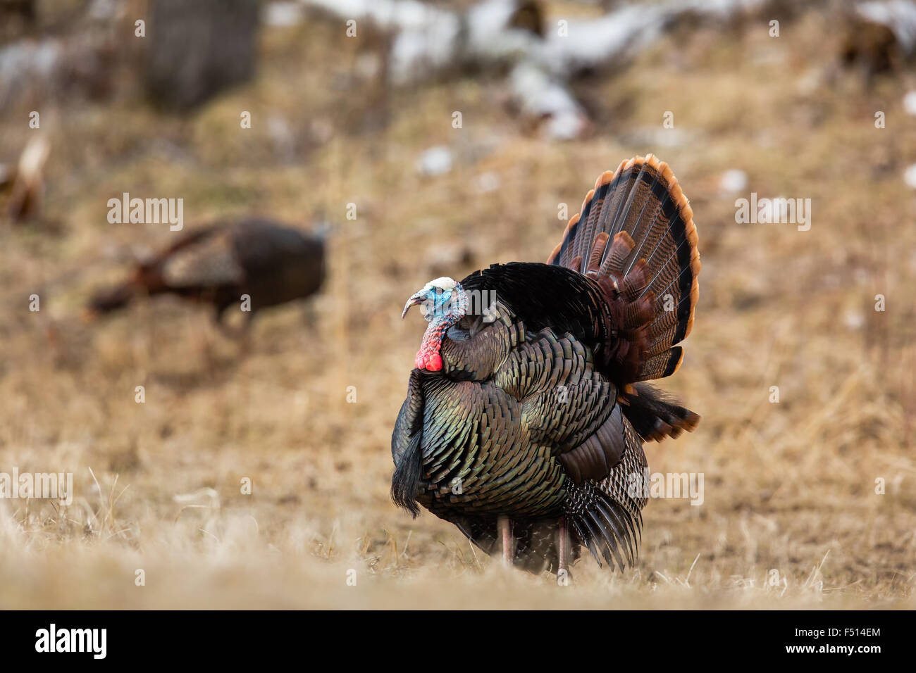 Eastern wild Turkey Stock Photo - Alamy