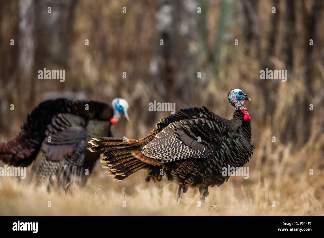 Eastern wild Turkey Stock Photo - Alamy