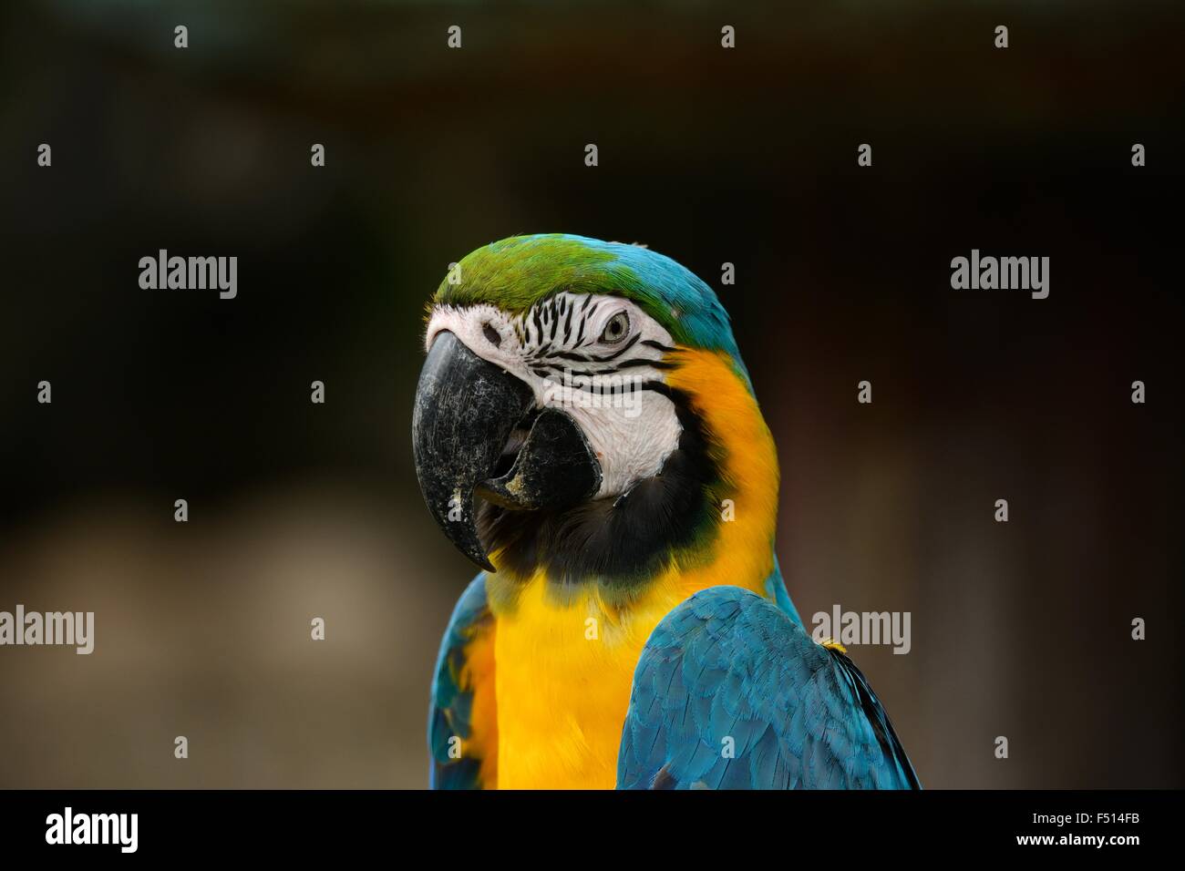 beautiful Blue-and-yellow Macaw (Ara ararauna), also known as the Blue-and-gold Macaw Stock ...