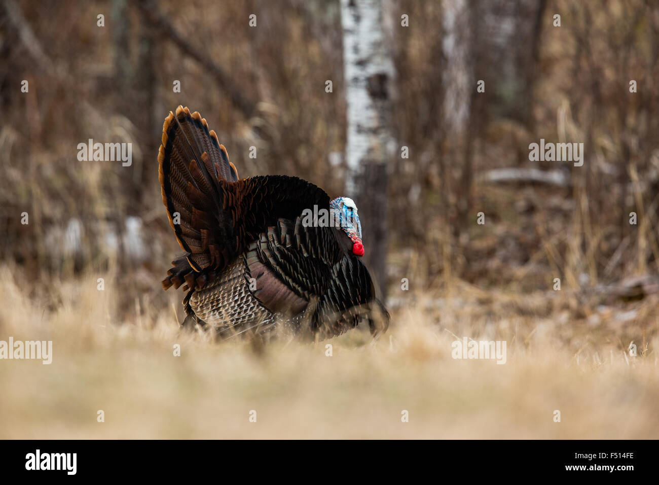 Eastern wild Turkey Stock Photo - Alamy