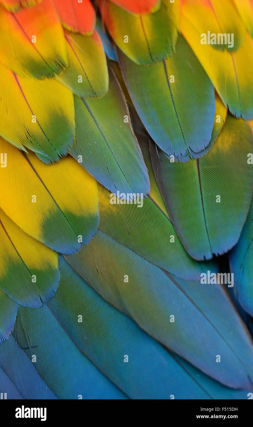beautiful Scarlet Macaw (Ara macao) back feather Stock Photo - Alamy