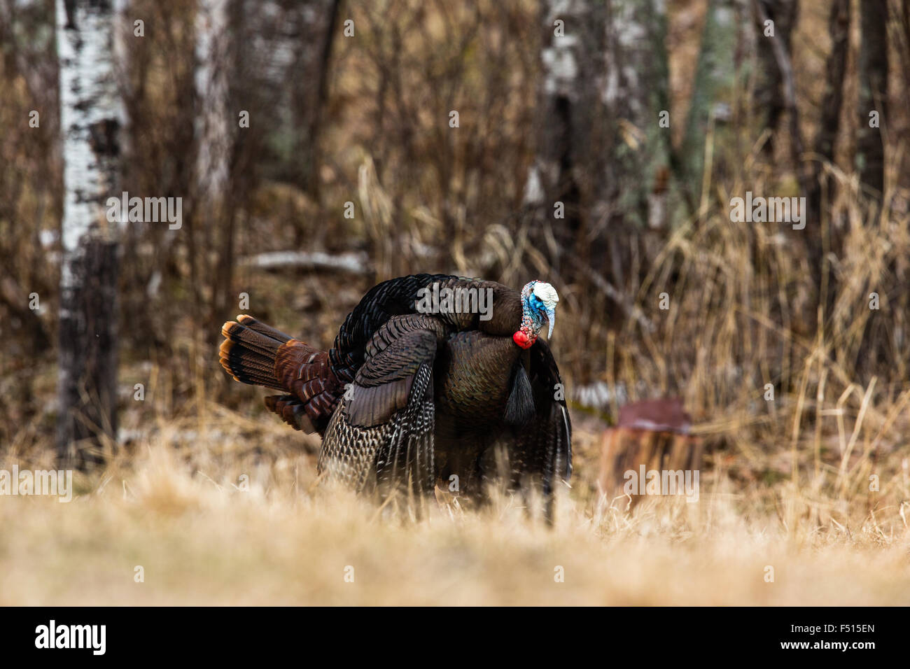 Eastern wild Turkey Stock Photo - Alamy