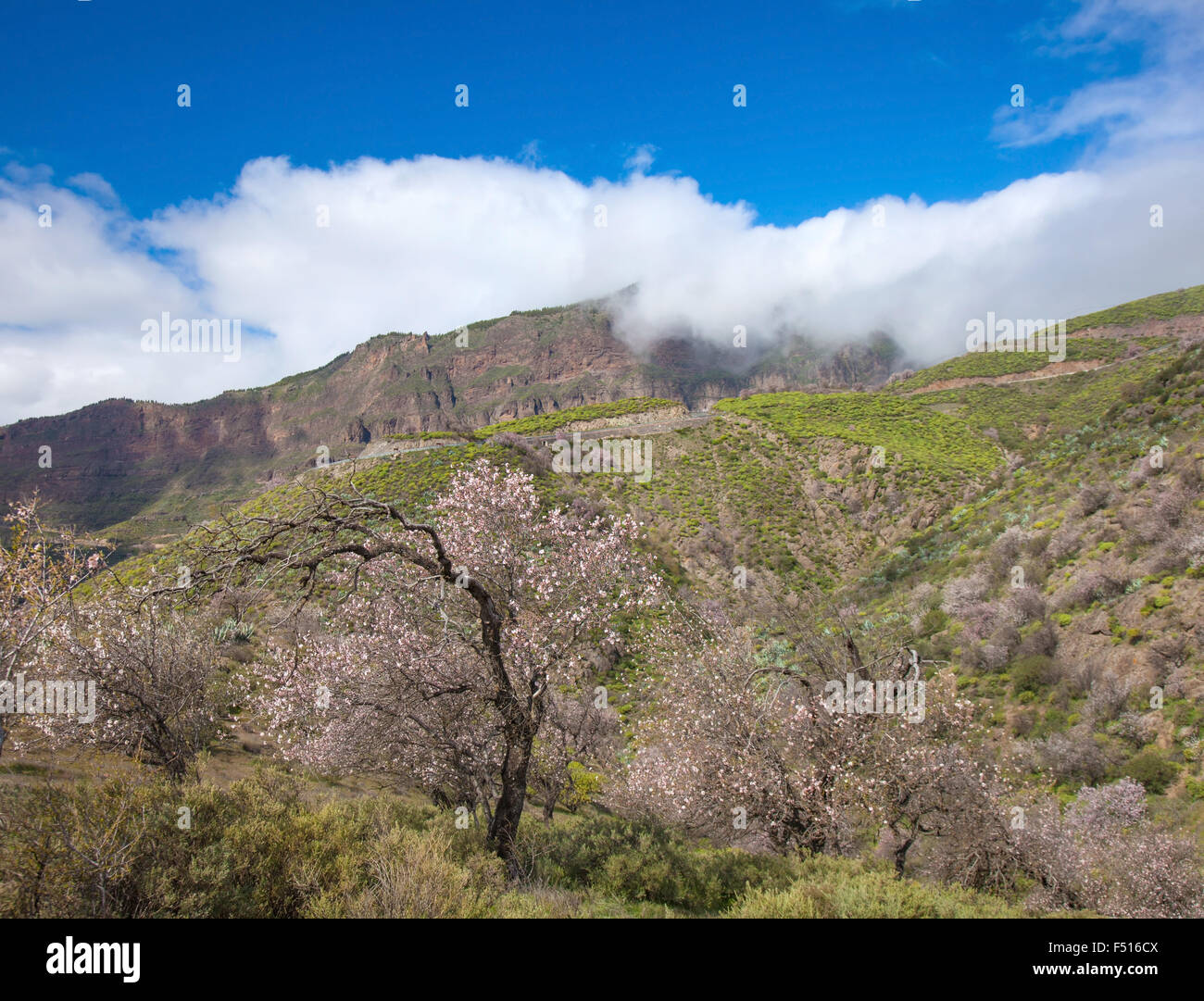 Gran Canaria, Caldera de Tejeda in February, almond trees in full bloom ...