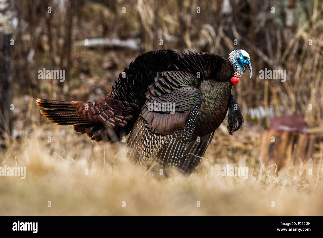 Eastern wild Turkey Stock Photo - Alamy