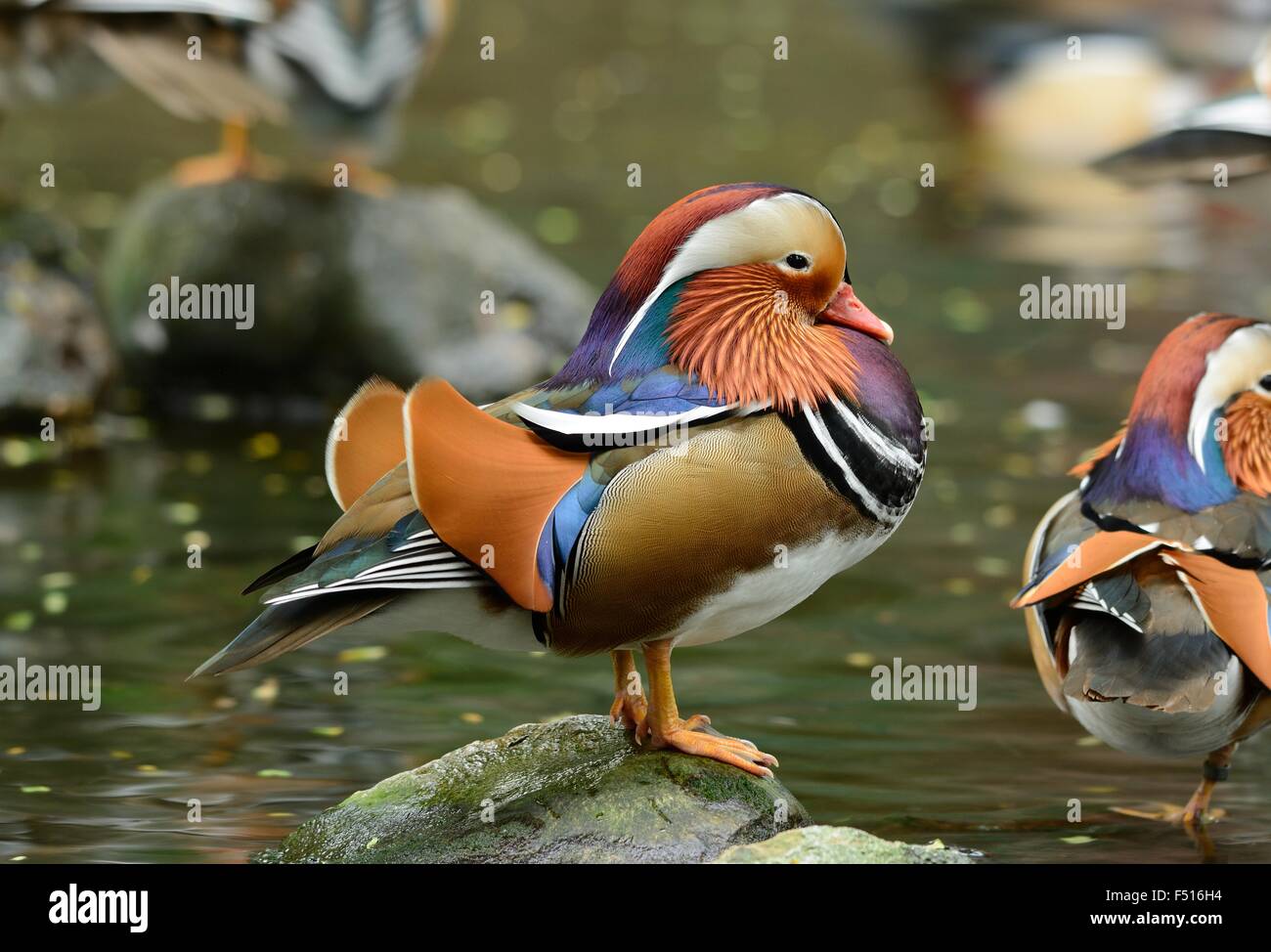 Male mandarin duck hi-res stock photography and images - Alamy