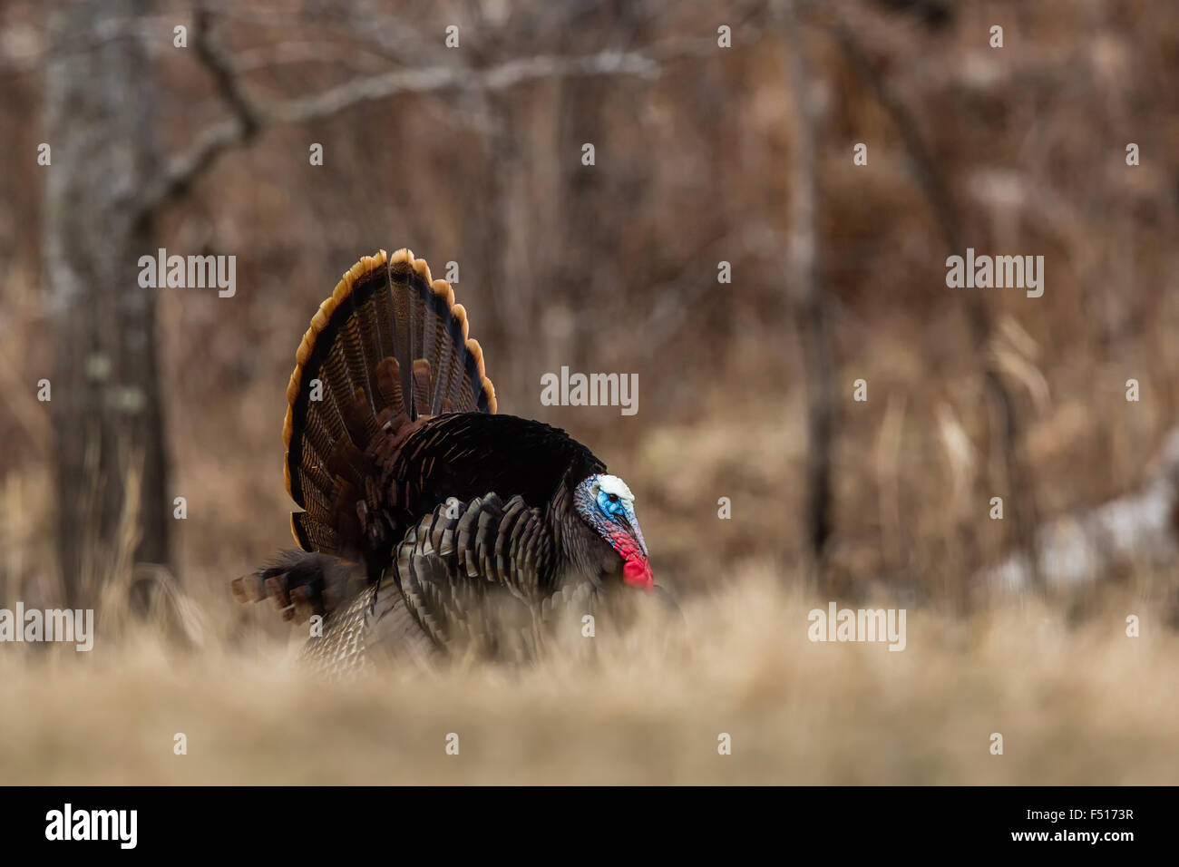 Eastern turkey bird hi-res stock photography and images - Alamy