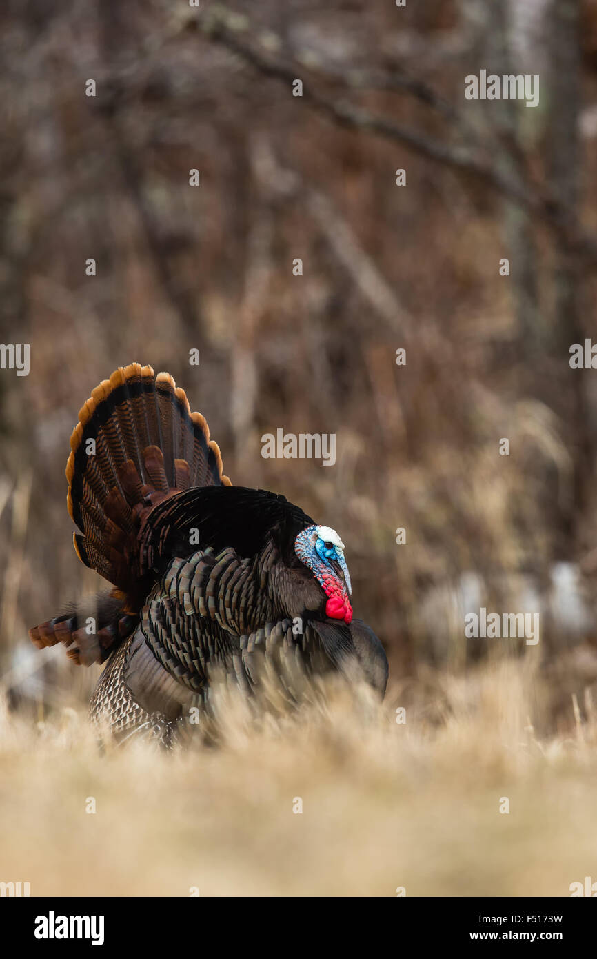 Eastern wild Turkey Stock Photo - Alamy