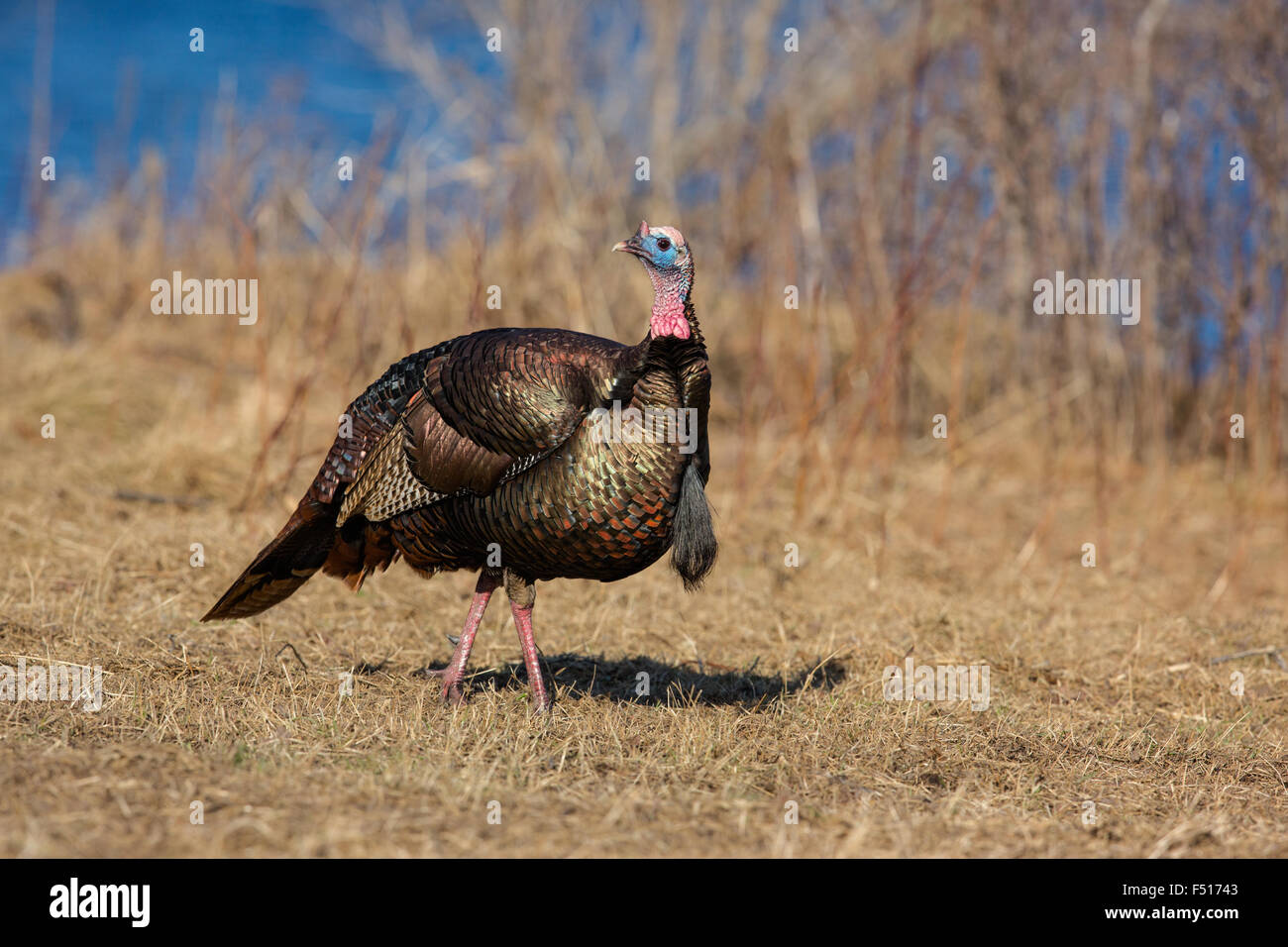 Eastern wild Turkey Stock Photo - Alamy
