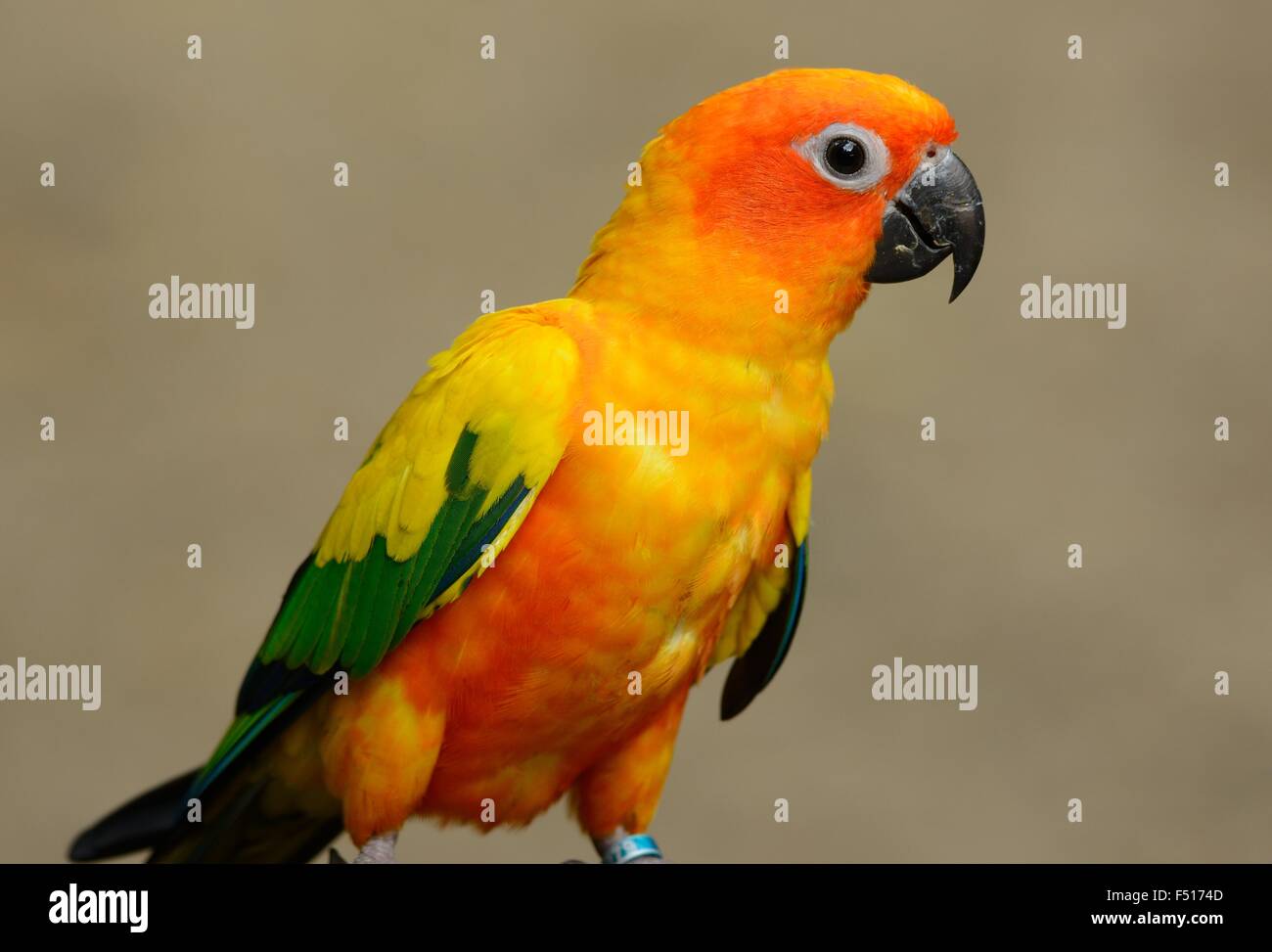 beautiful male Sun Conure (Aratinga solstitialis) as pet Stock Photo ...