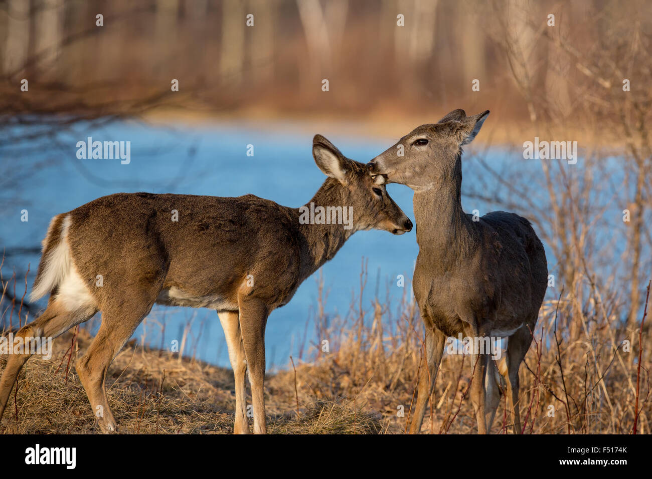 Deer grooming hi-res stock photography and images - Alamy