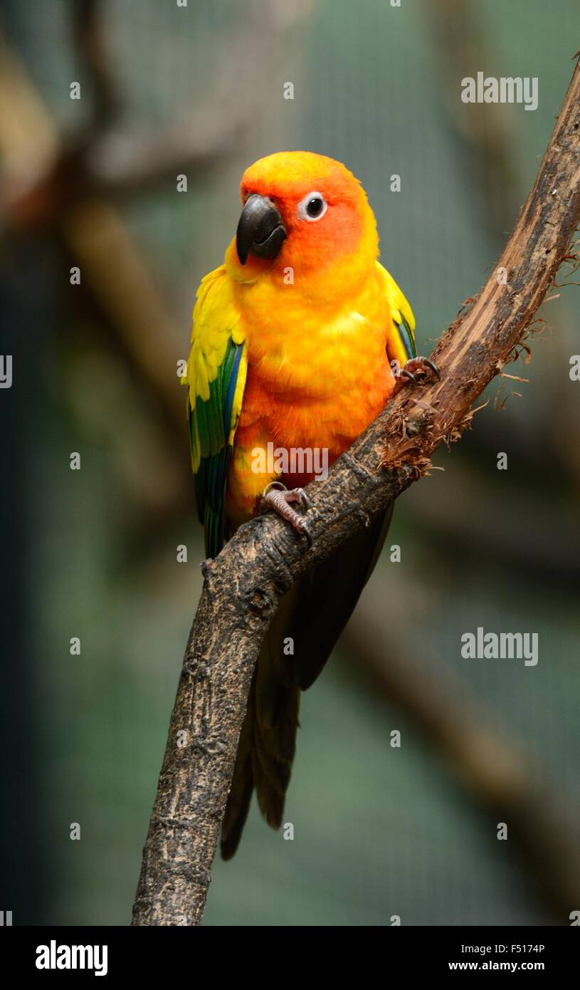 Beautiful male sun conure aratinga hi-res stock photography and images ...