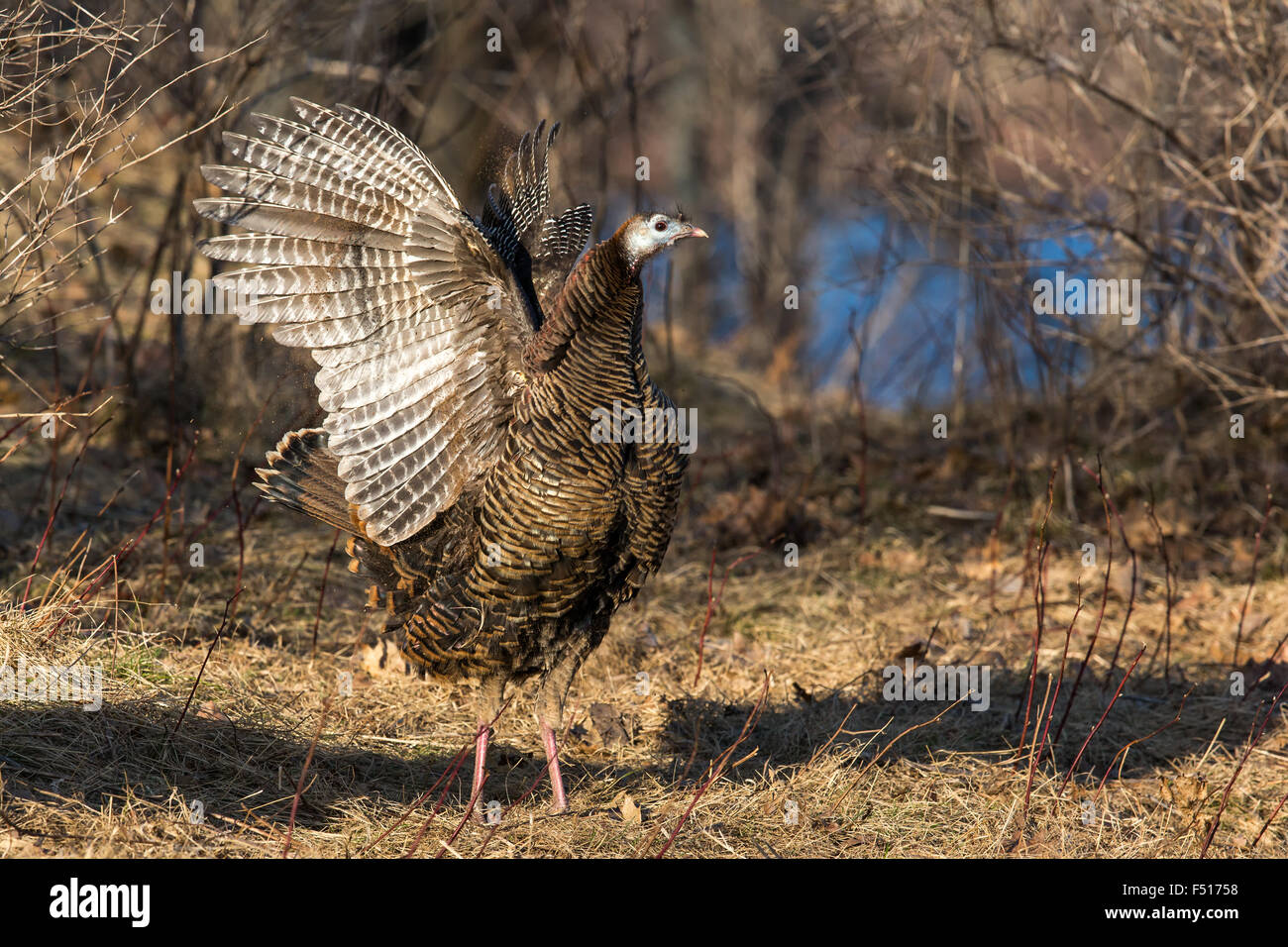 Eastern wild Turkey Stock Photo - Alamy