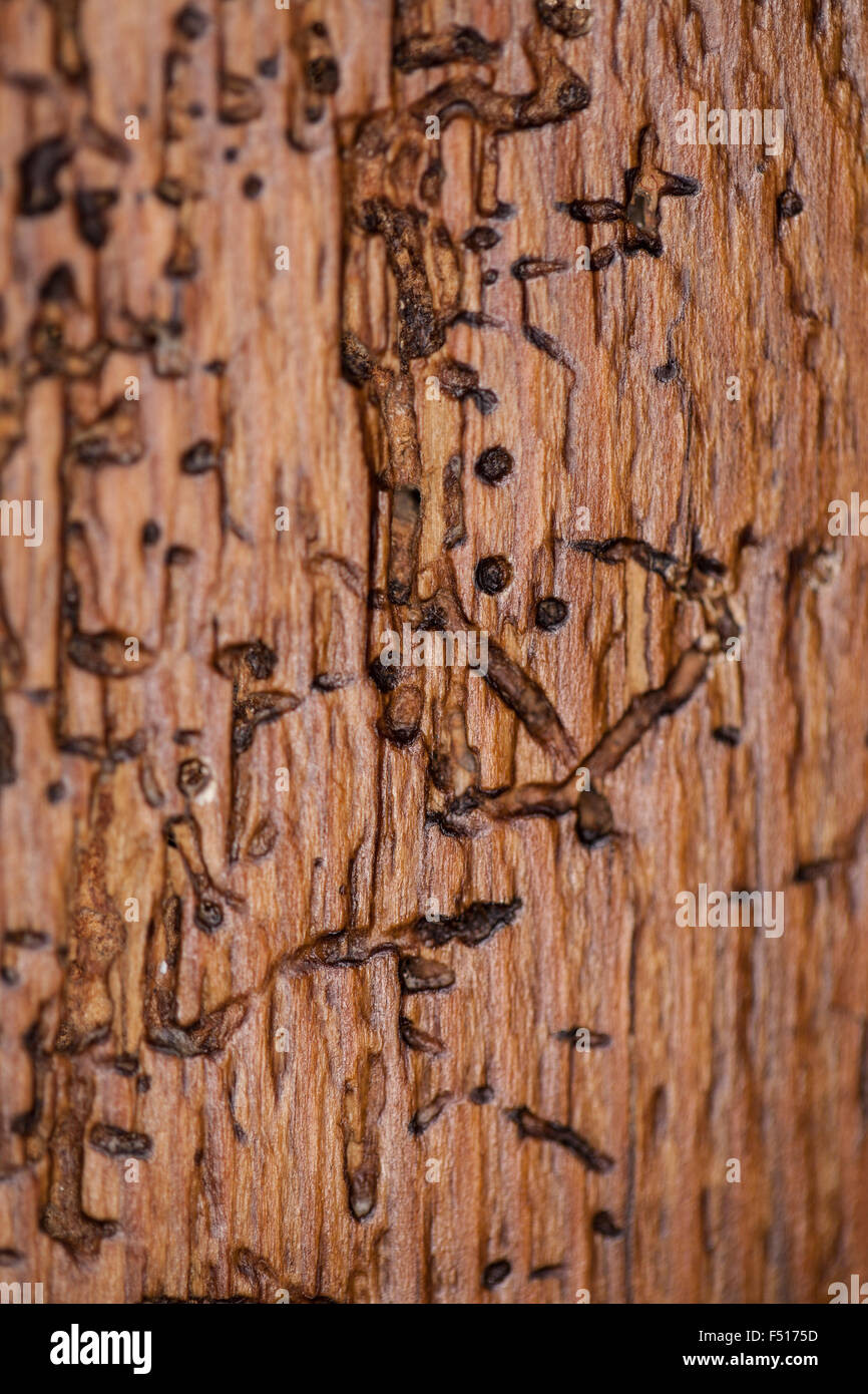 Sand borer hi-res stock photography and images - Alamy