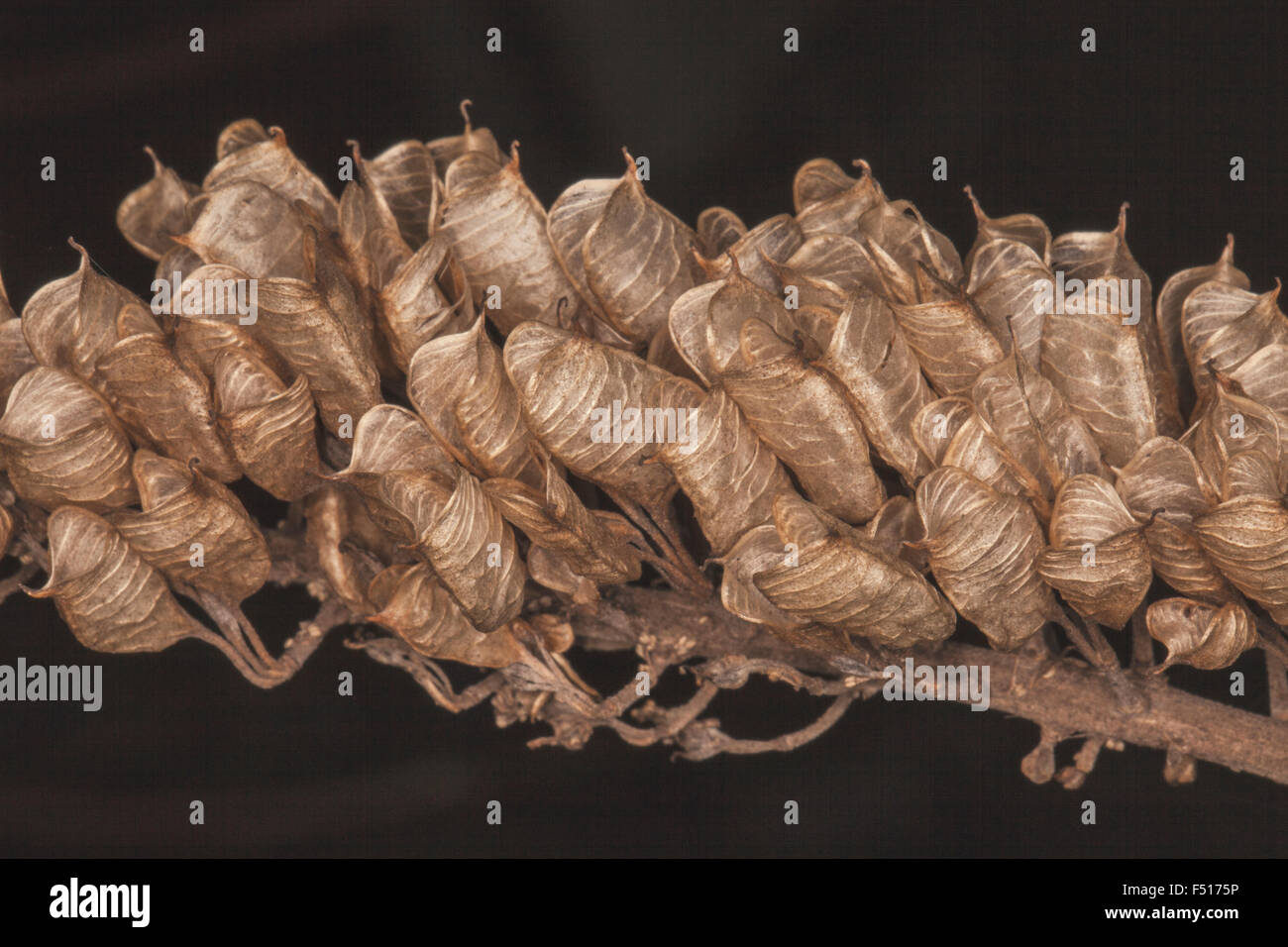 stem with leaves Stock Photo - Alamy