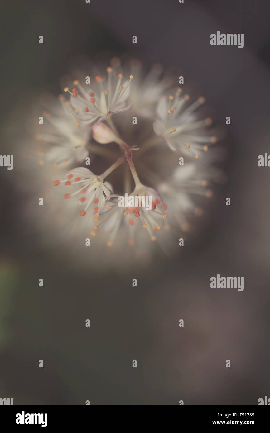 white flower with red tips Stock Photo - Alamy