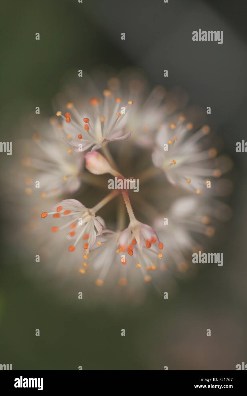 white flower with red tips Stock Photo - Alamy