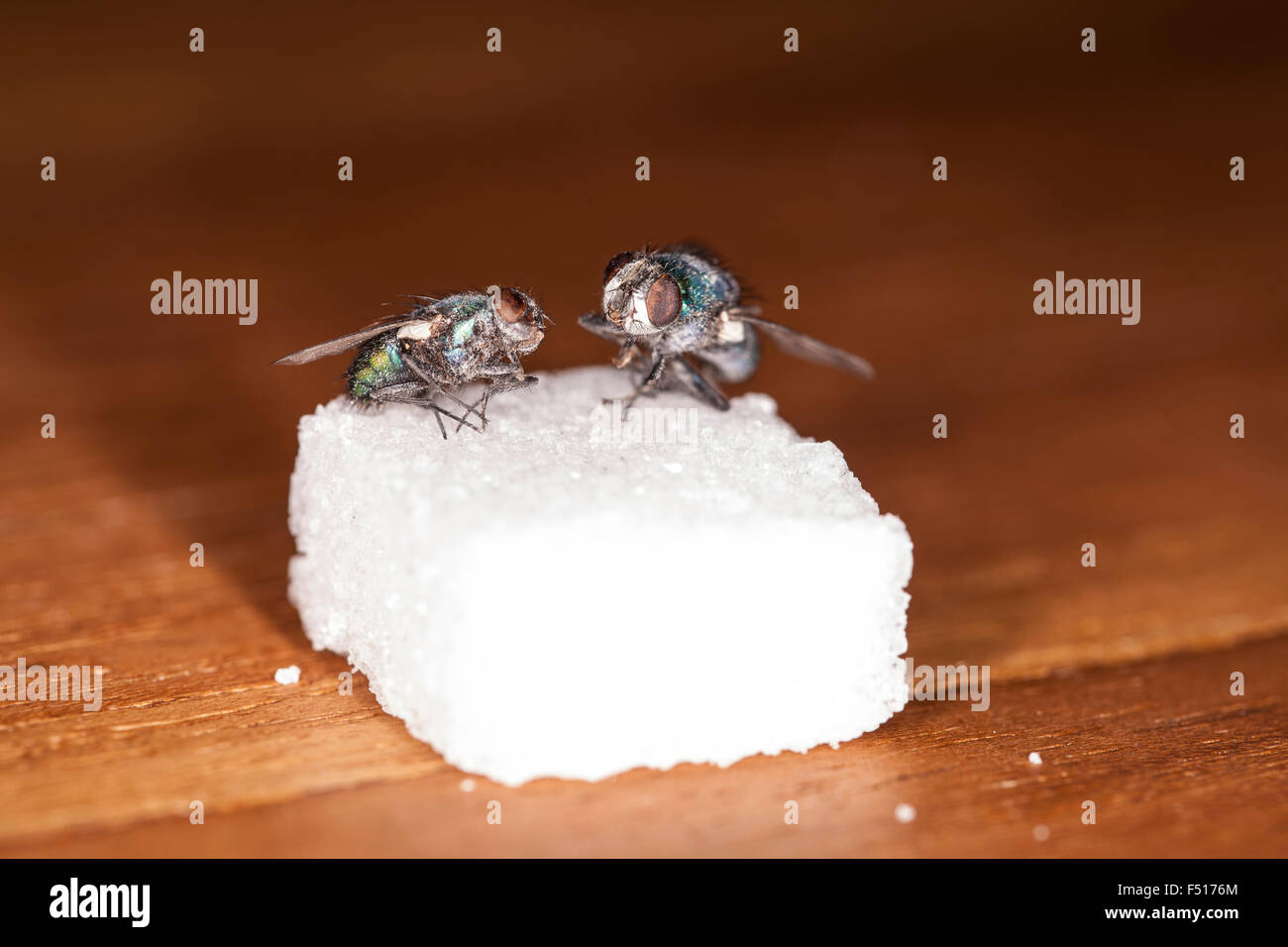 two flies eat sugar Stock Photo - Alamy