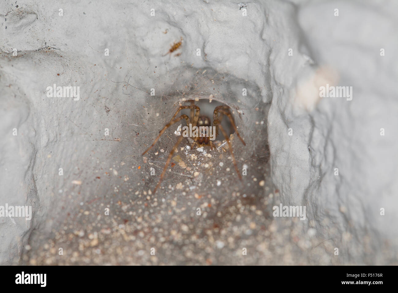 spider in his house Stock Photo - Alamy