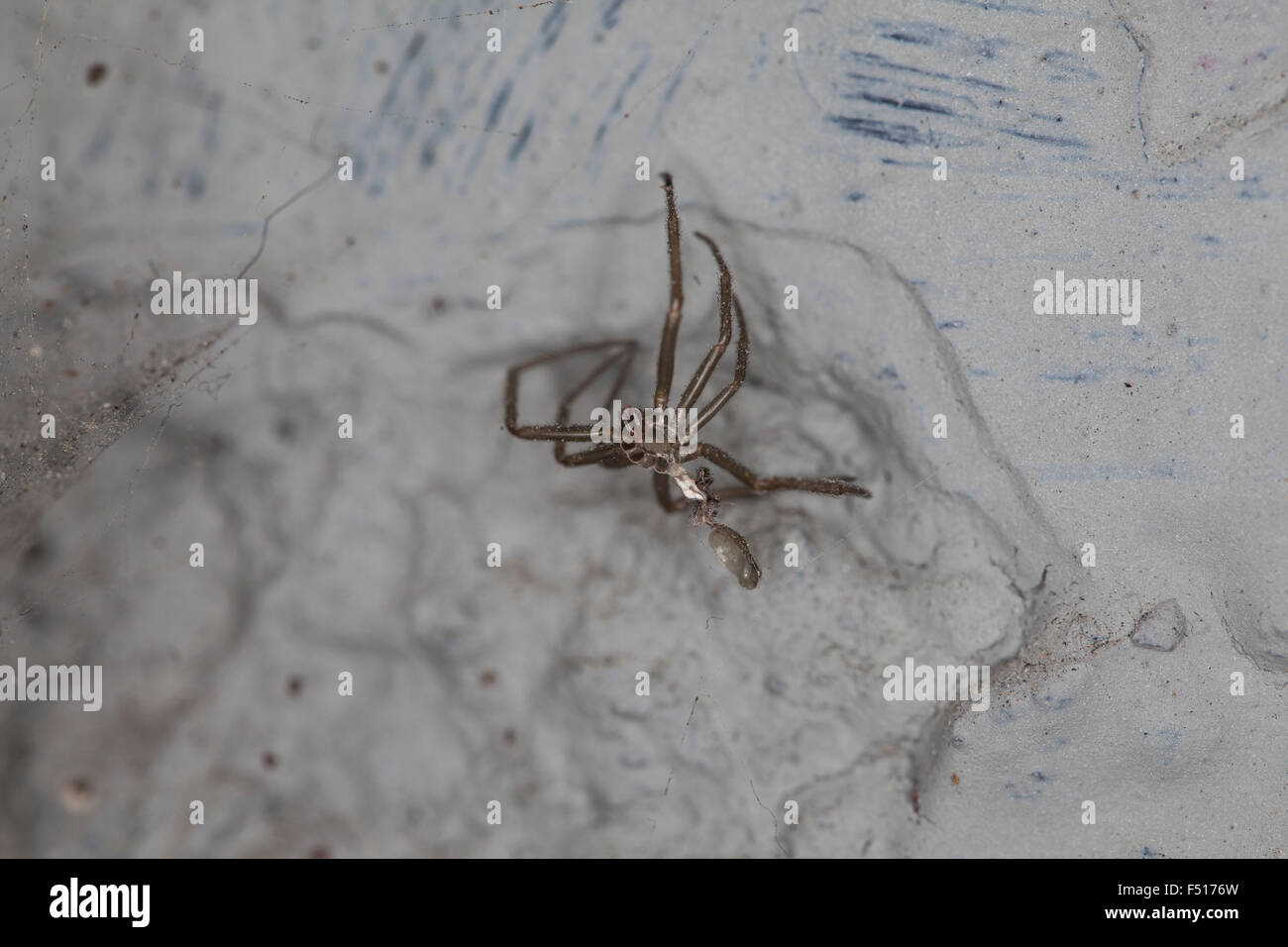 spiderspider trap closeup wet natural green arachnophobia geometry ...