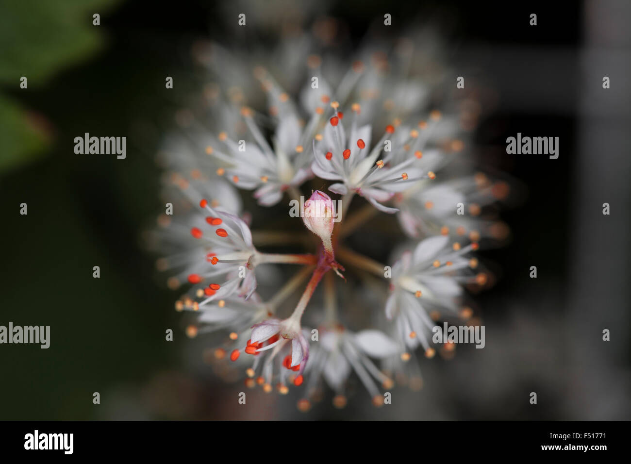 white flower with red tips Stock Photo - Alamy