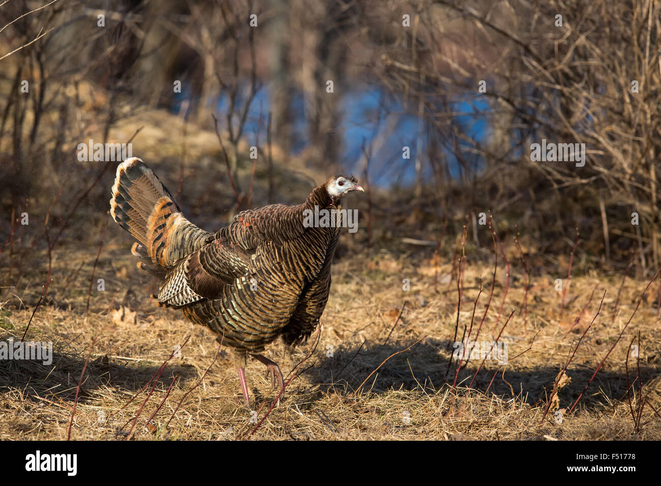 Eastern wild Turkey Stock Photo - Alamy