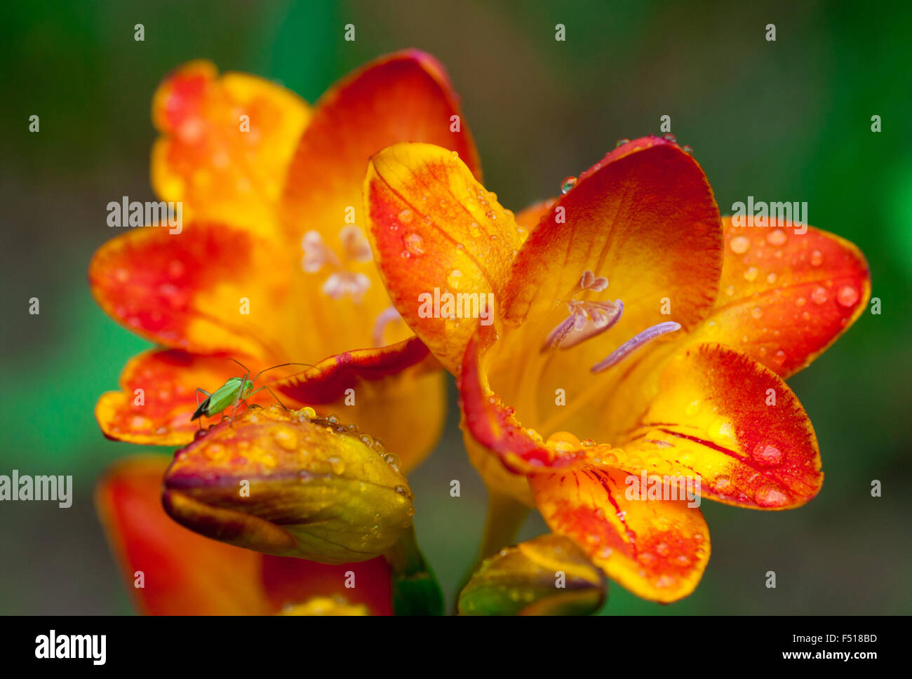 Beautiful freesia flowers with water drops and green insect on it close ...