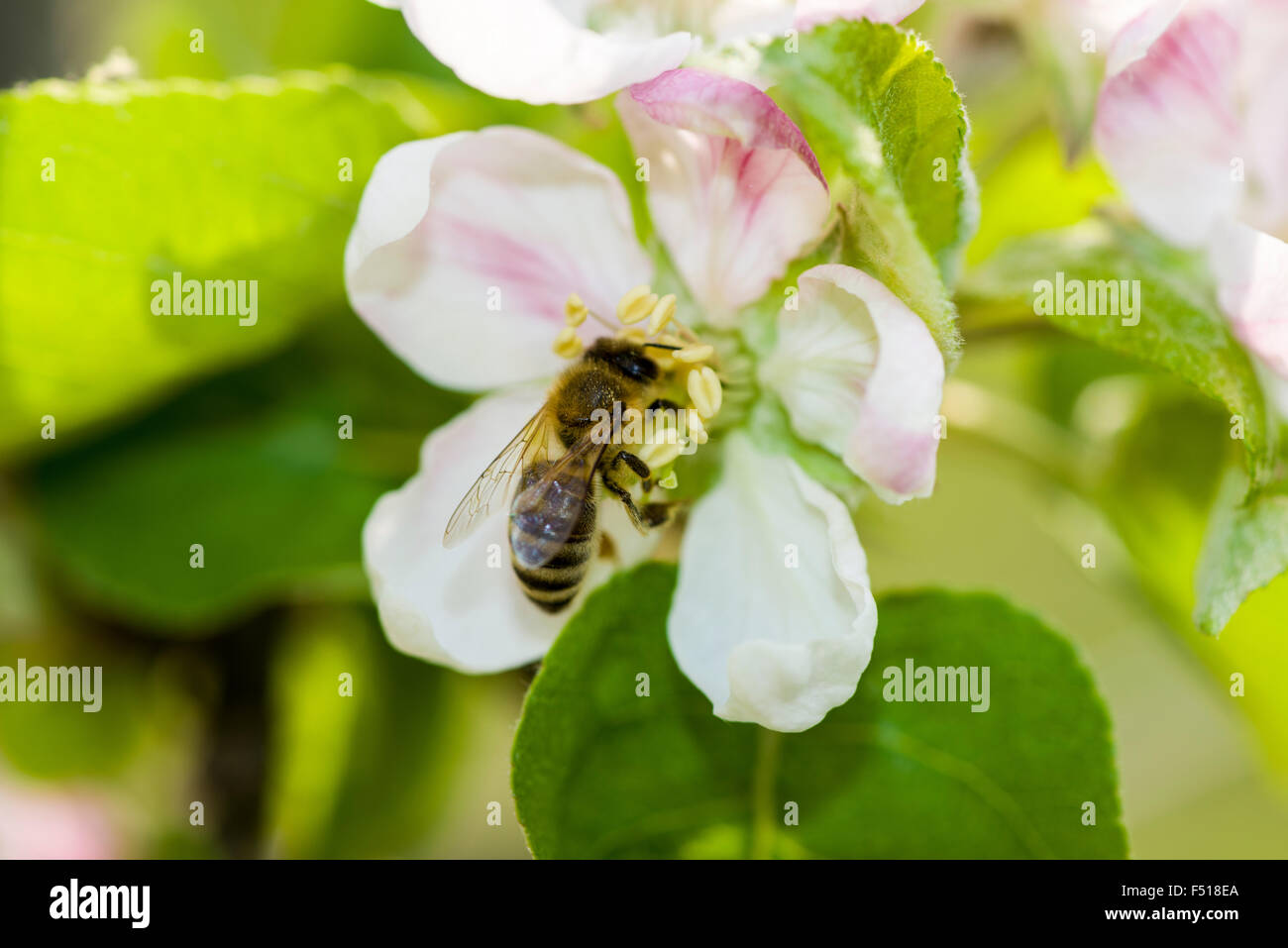 Blossoms of the apple variety Mody are blooming, a honey bee (Apis ...