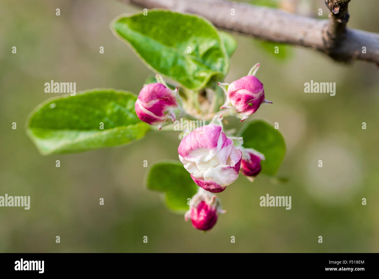 Golden delicious apple tree buds hi-res stock photography and images ...