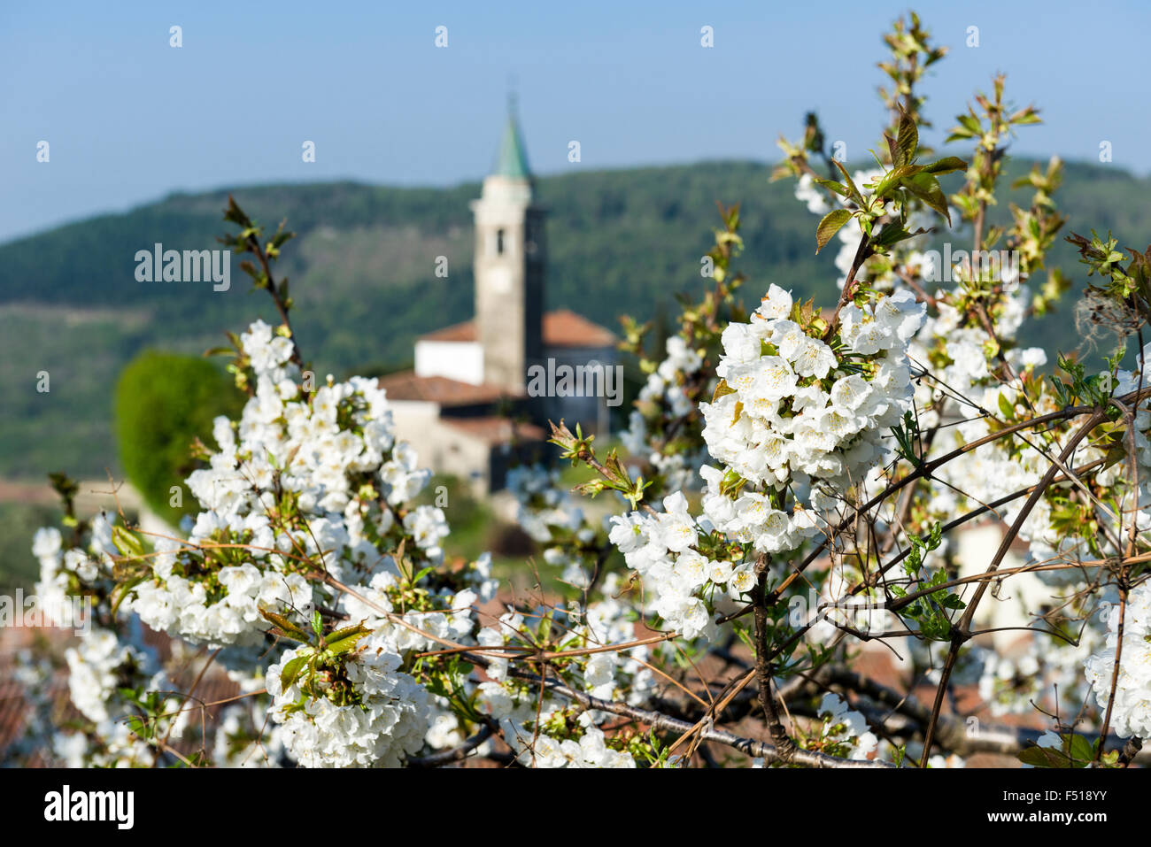 Village of cherry tree hi-res stock photography and images - Alamy