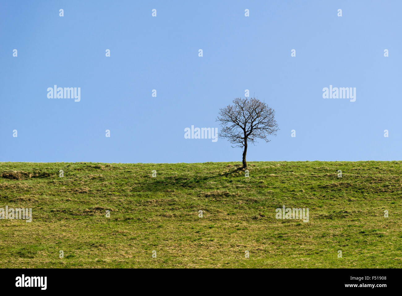 Tree without leaves hi-res stock photography and images - Alamy