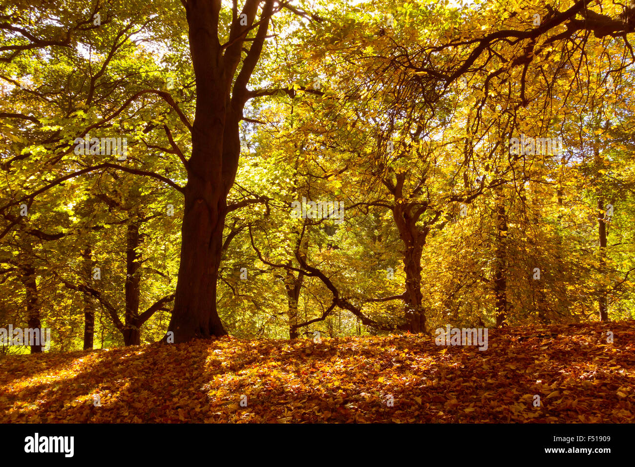 Horse chestnut tree autumn hi-res stock photography and images - Alamy