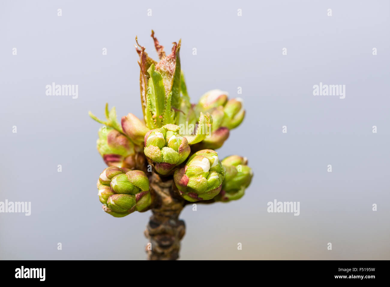 The flower buds of a cherry tree Stock Photo - Alamy