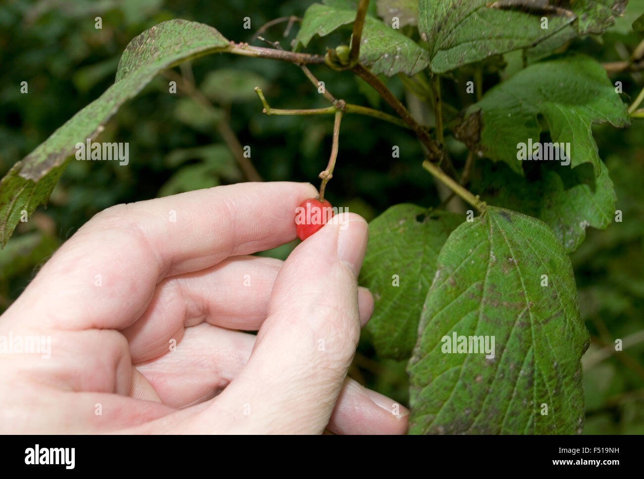 fingers picking a berry Stock Photo - Alamy