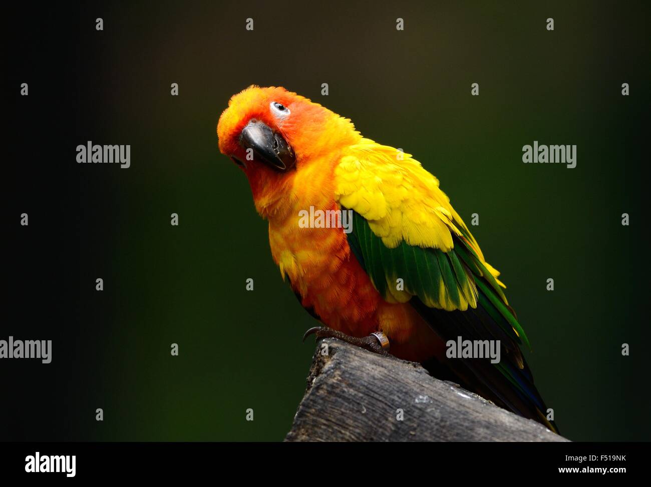Aratinga solstitialis hi-res stock photography and images - Alamy